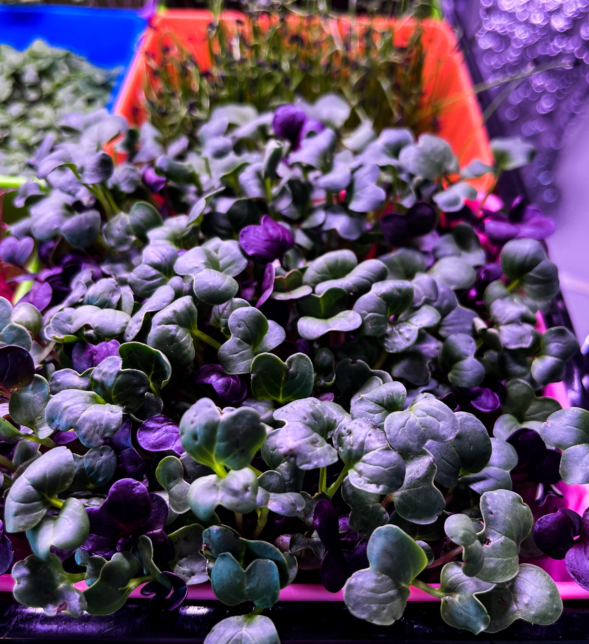 Grow Your Own! Microgreen Crash Course – MT Wild Roots
