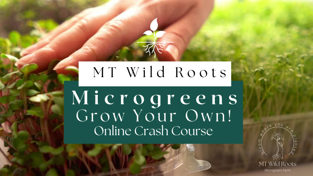 Grow Your Own! Microgreen Crash Course – MT Wild Roots